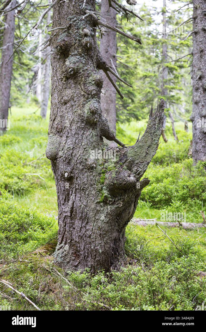 Tree trunk of an old conifer with many scars, tree line in the Giant ...