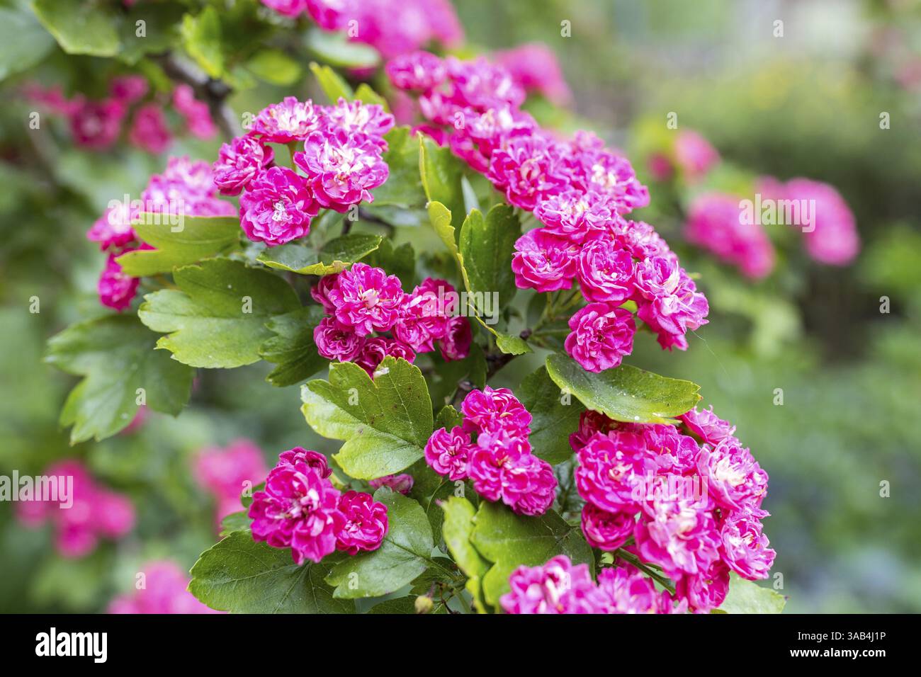 Red flowering double hawthorn hi-res stock photography and images - Alamy