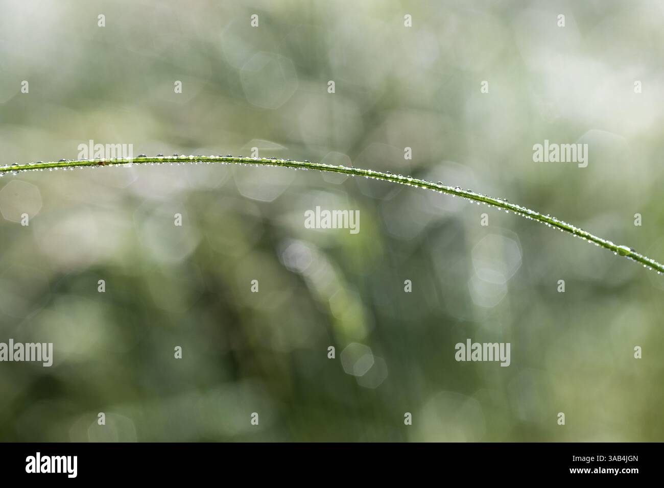 Water drops like raindrops on a blade of grass and panicle after a fog ...