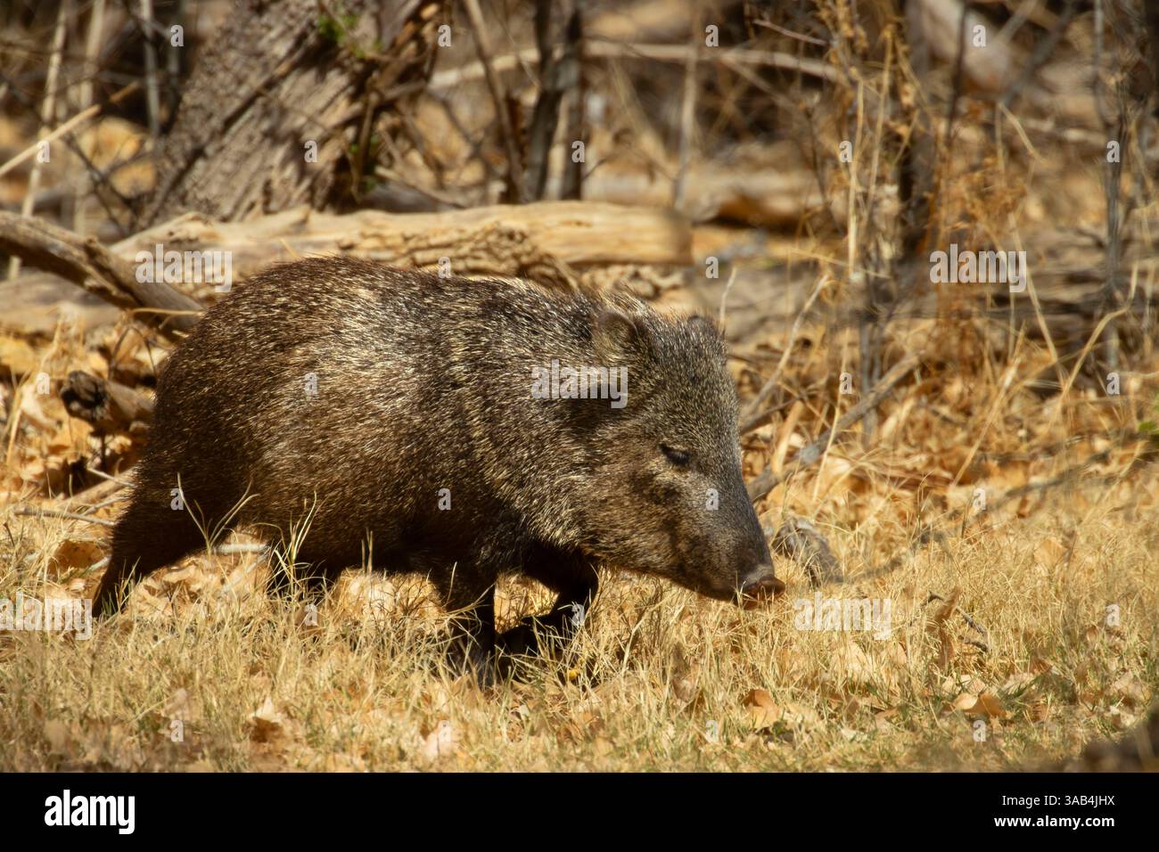 Collared peccary (Dicotyles tajacu), Patagonia-Sonoita Creek Preserve ...