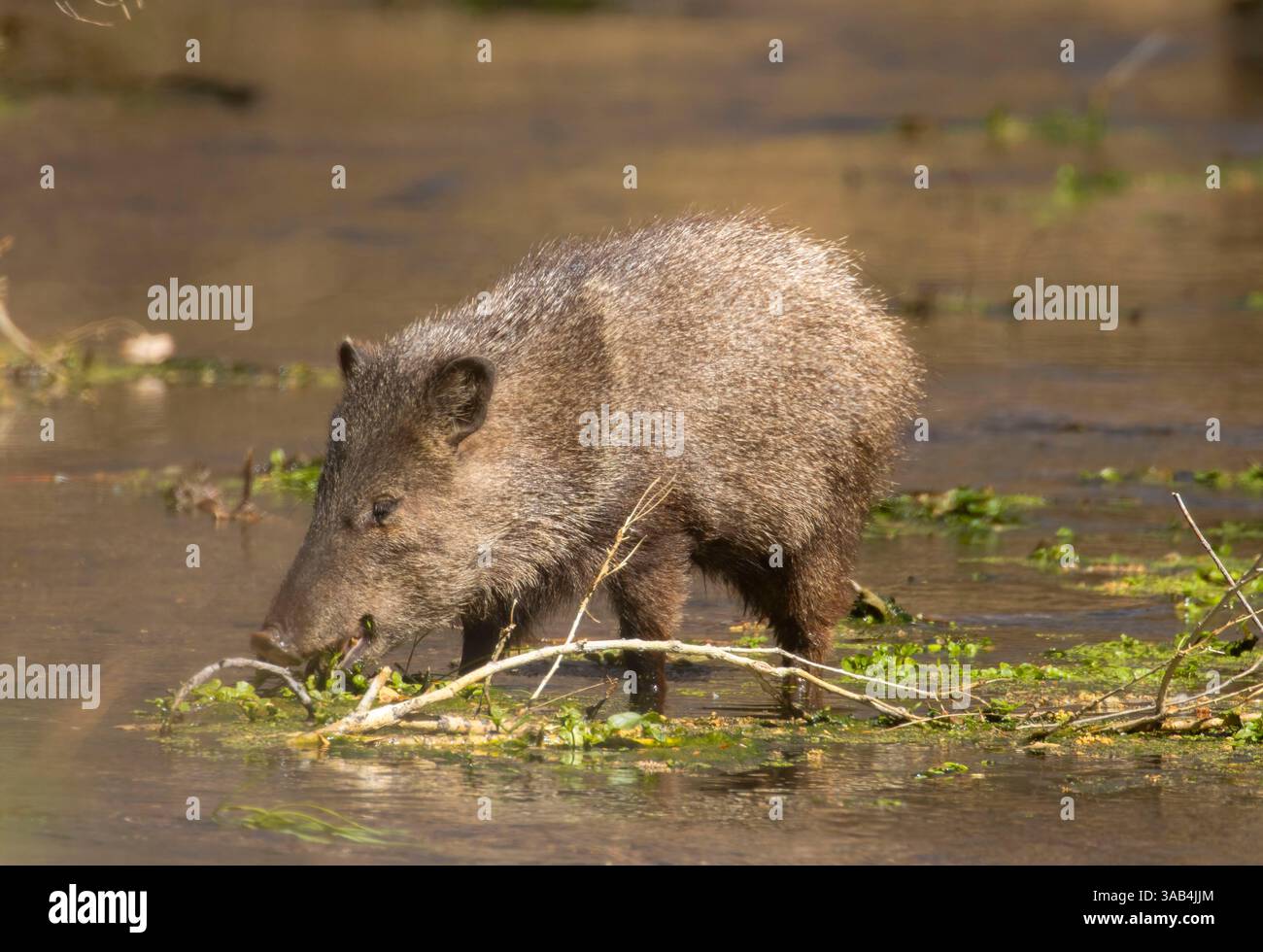 Collared peccary (Dicotyles tajacu), Patagonia-Sonoita Creek Preserve ...