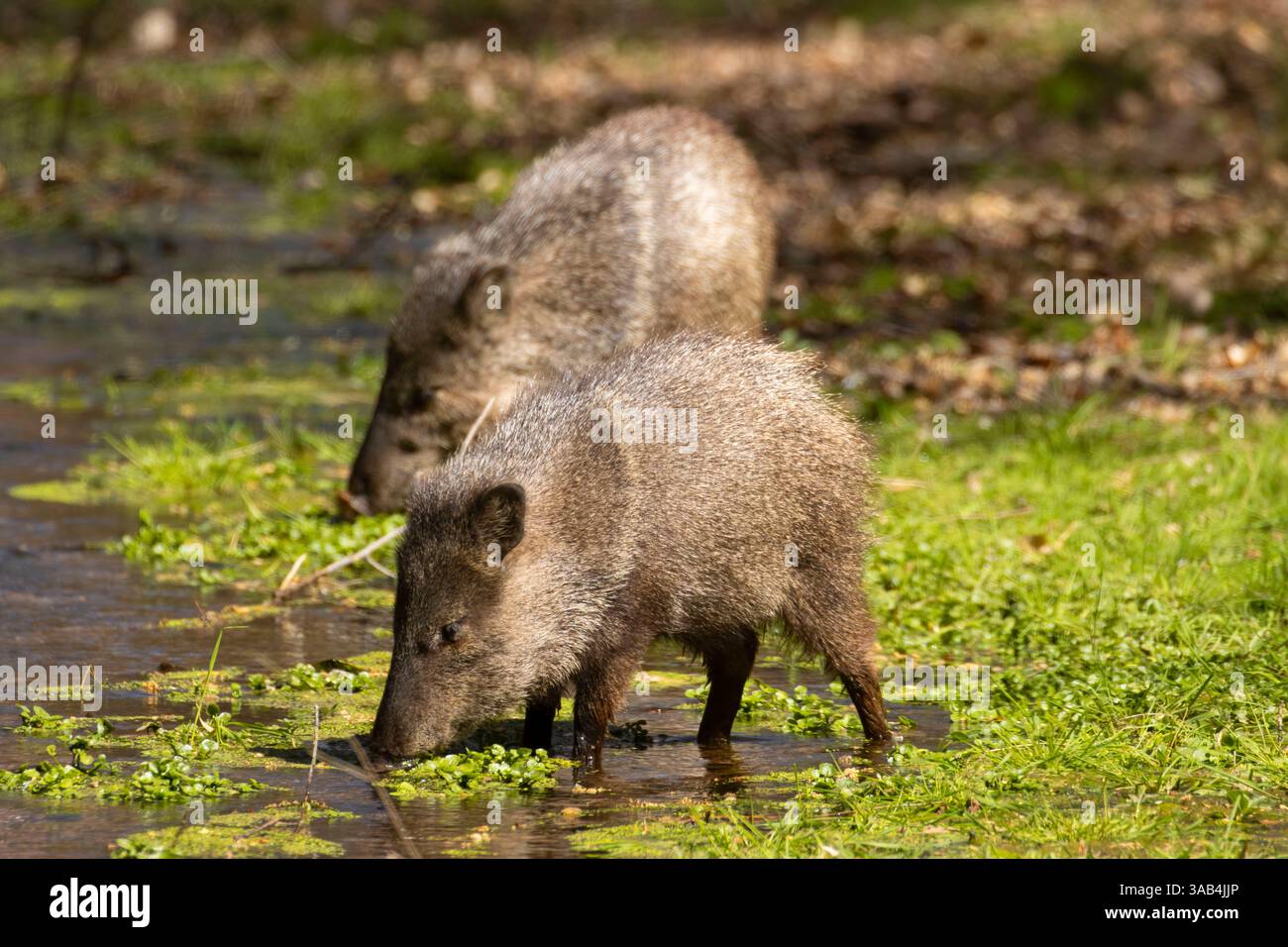 Collared peccary (Dicotyles tajacu), Patagonia-Sonoita Creek Preserve ...