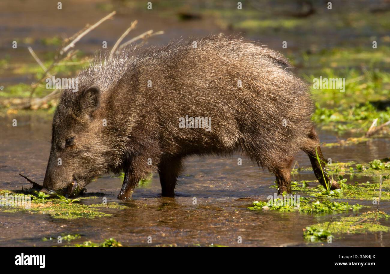 Collared peccary (Dicotyles tajacu), Patagonia-Sonoita Creek Preserve ...