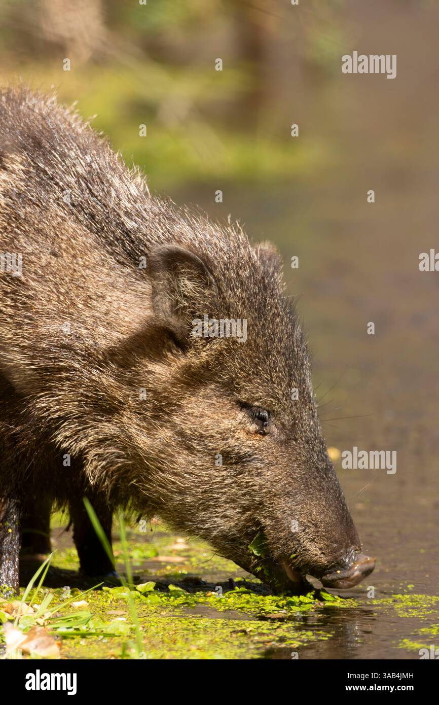 Collared peccary (Dicotyles tajacu), Patagonia-Sonoita Creek Preserve ...