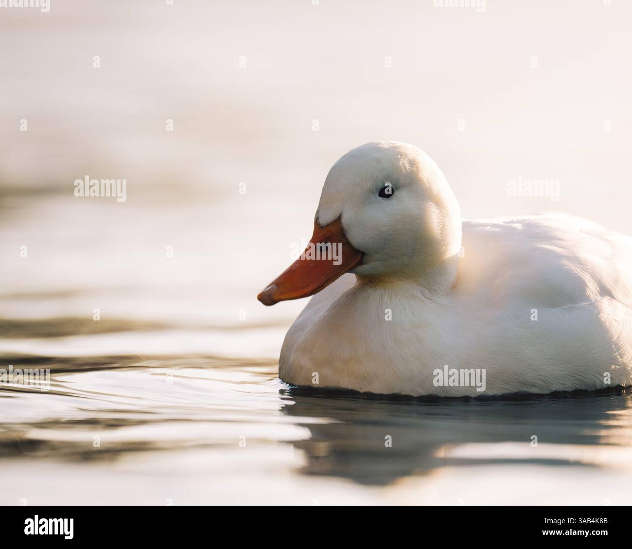 Mallard (Anas platyrhynchos) with leucism, white plumage, dark eyes ...