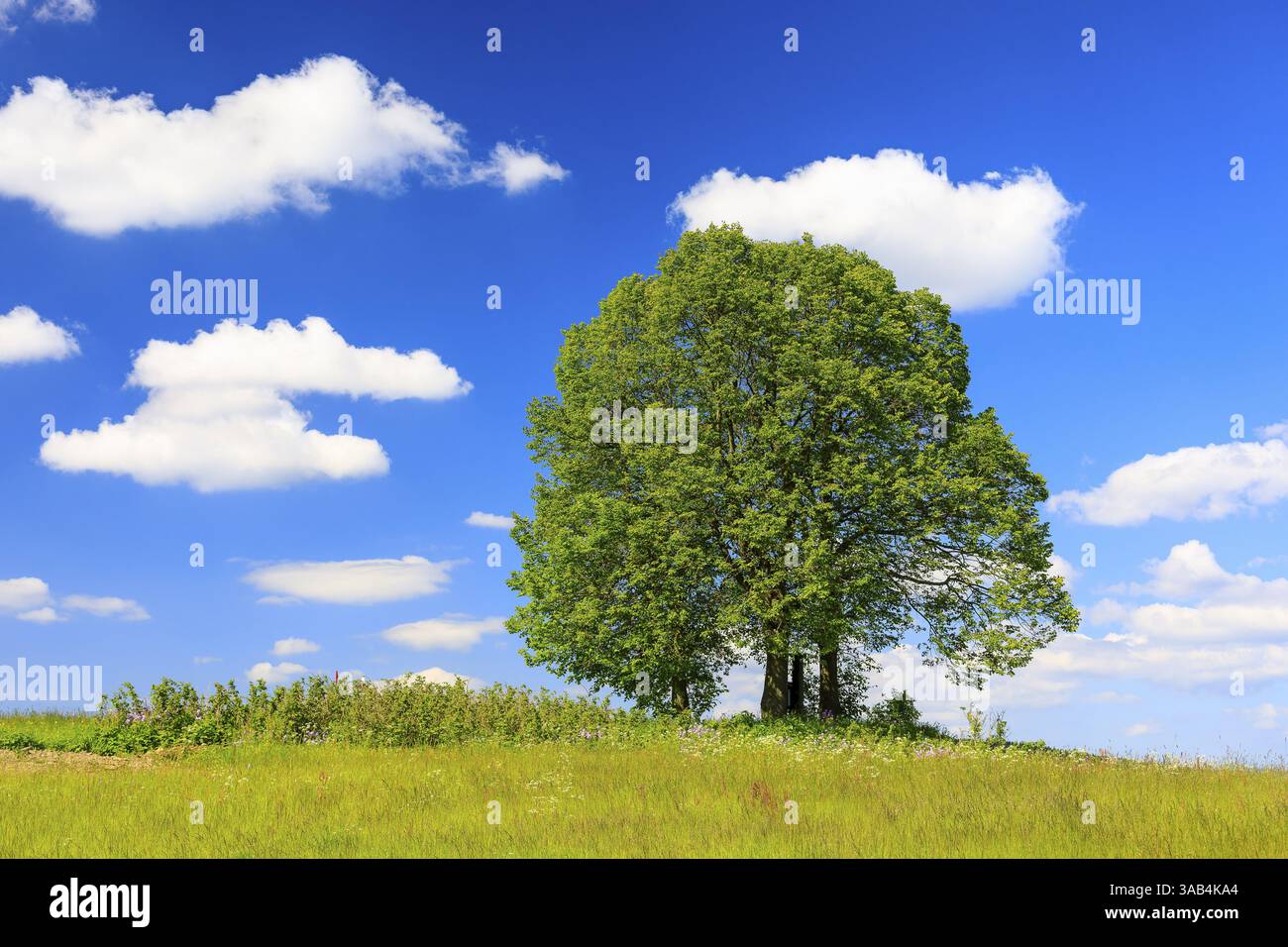 Weipert hi-res stock photography and images - Alamy