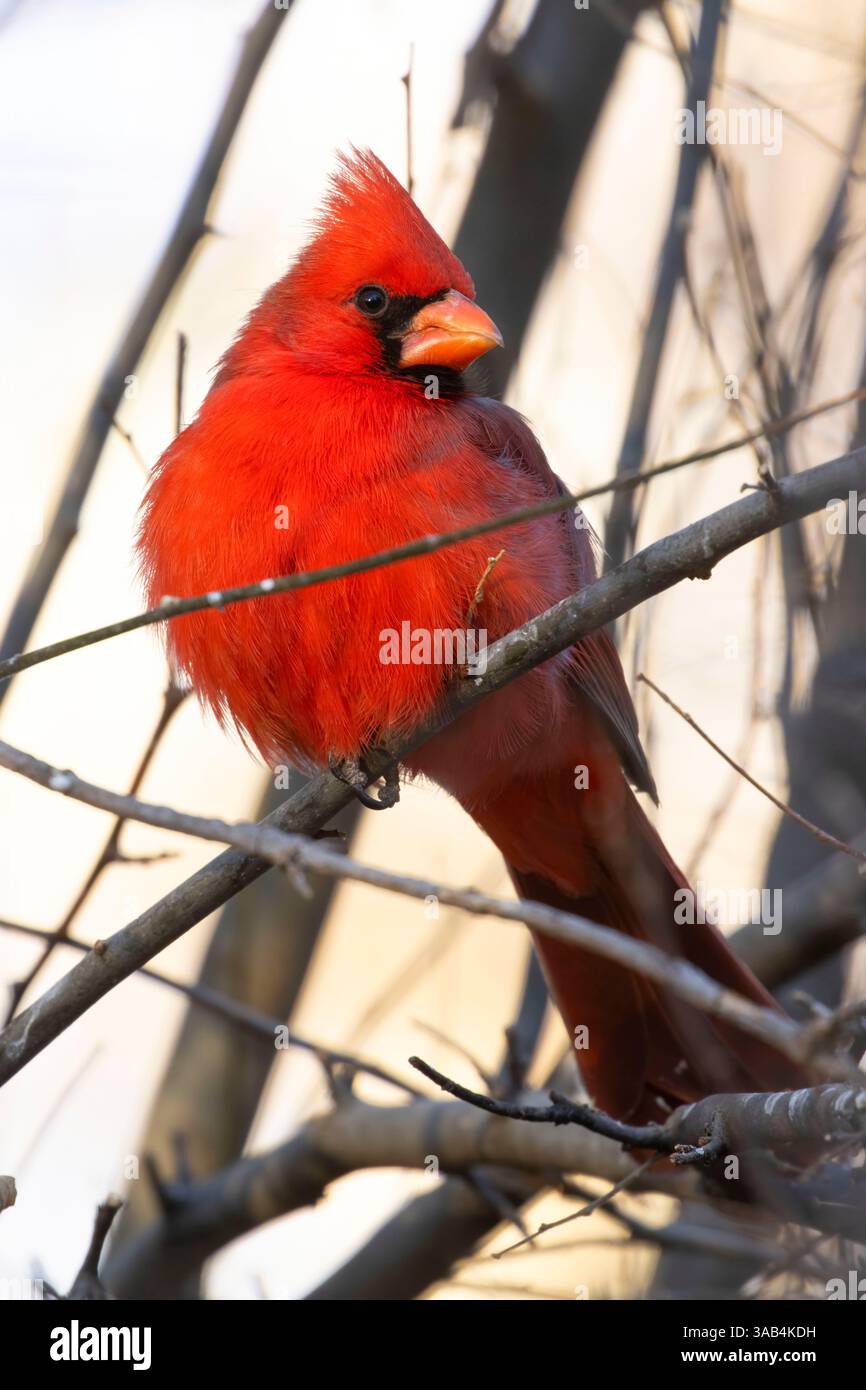 Northern Cardinal (Cardinalis cardinalis), Paton Center for ...