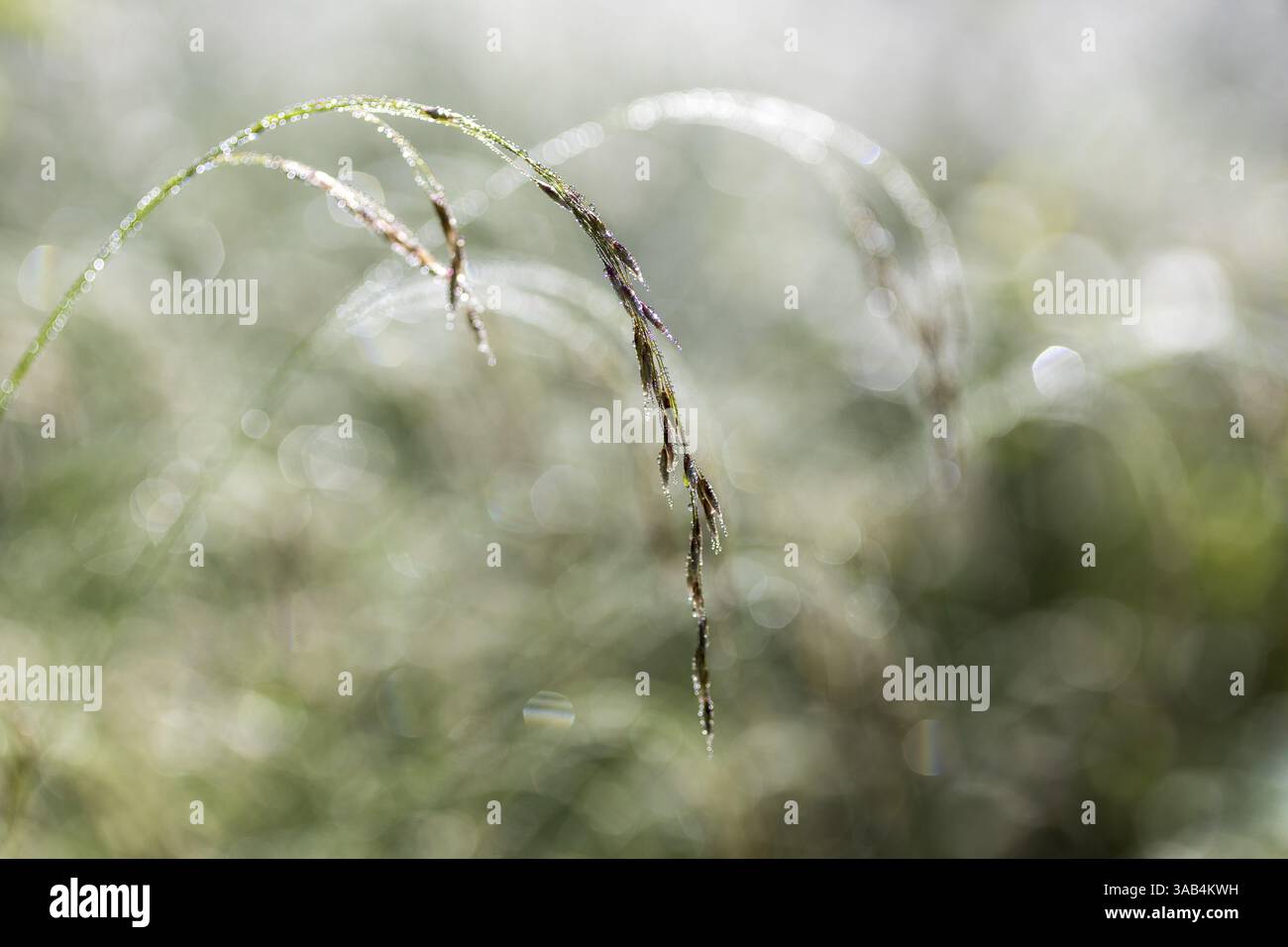 Grass panicle with water droplets like raindrops after a fog, Germany ...