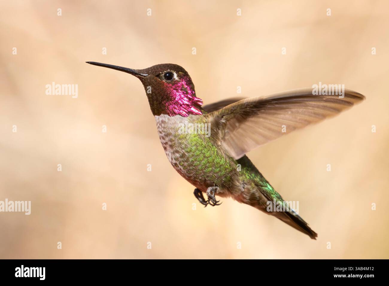 Anna's Hummingbird (Calypte anna), Paton Center for Hummingbirds ...