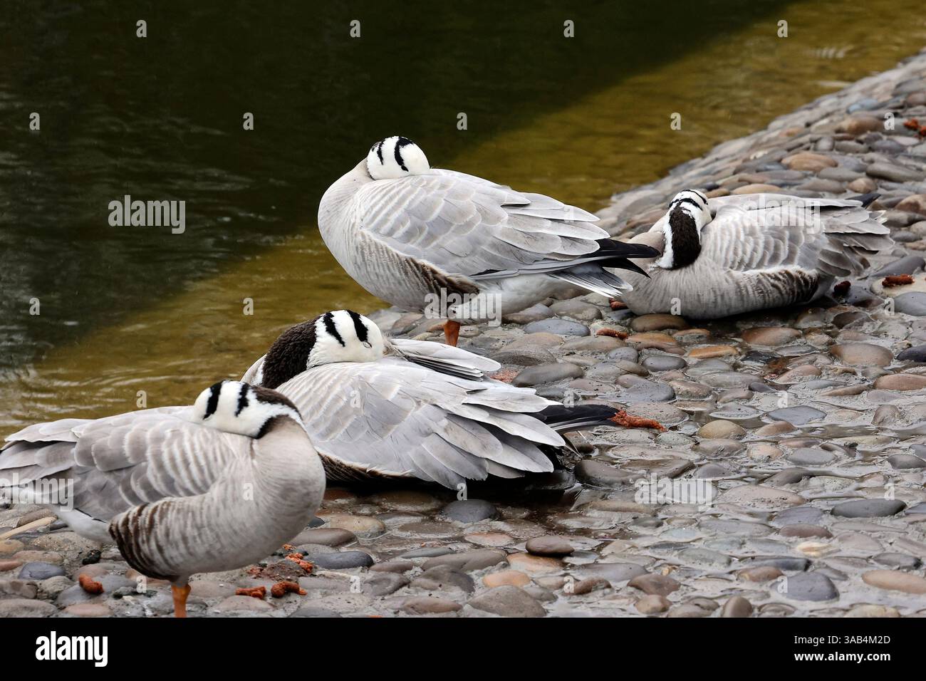 Ducks are seen in the Kharkiv Zoo, Kharkiv, Ukraine, on April 1, 2025 ...