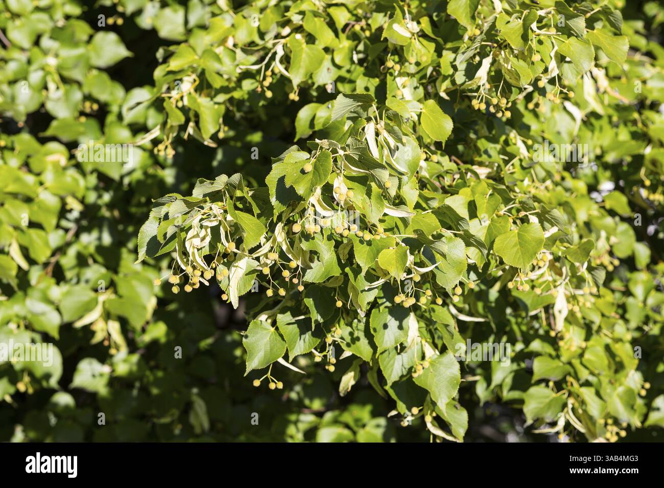 Withered leaf on a lime tree hi-res stock photography and images - Alamy
