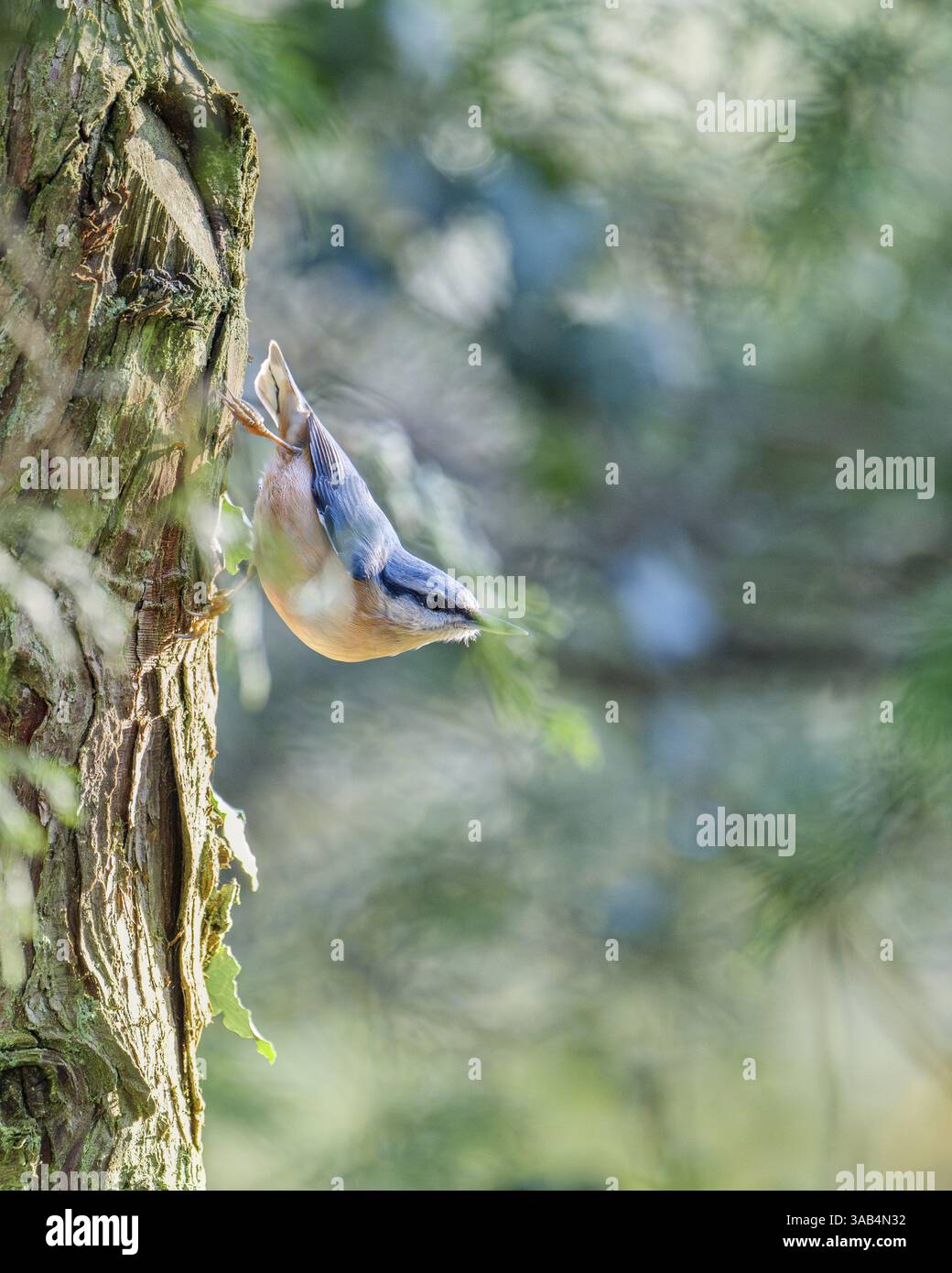 Nuthatch (Sitta europaea) running down a tree bark, looking to the ...