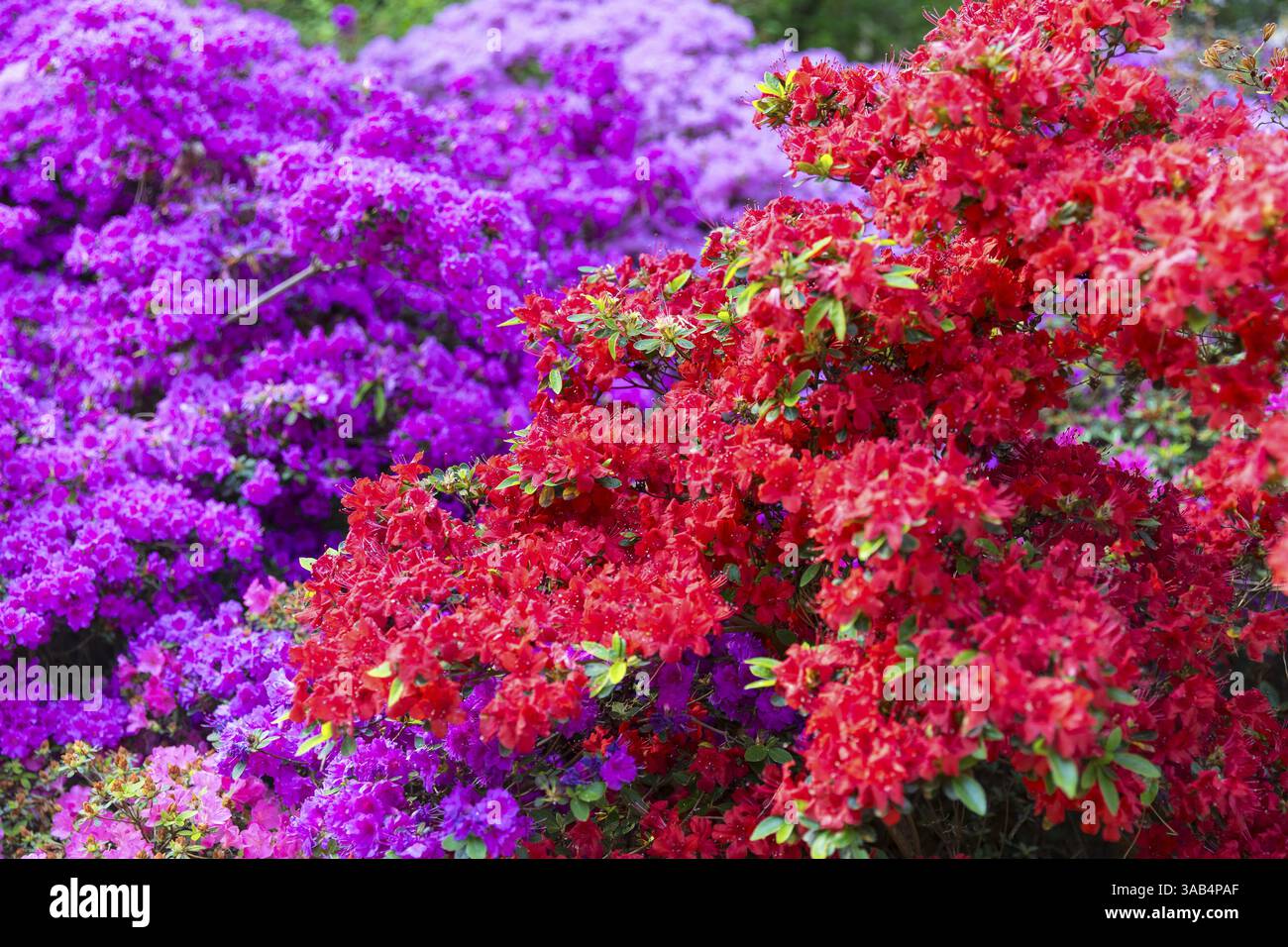 The large rhododendron bushes in Wachwitz Rhododendron Park, Dresden ...