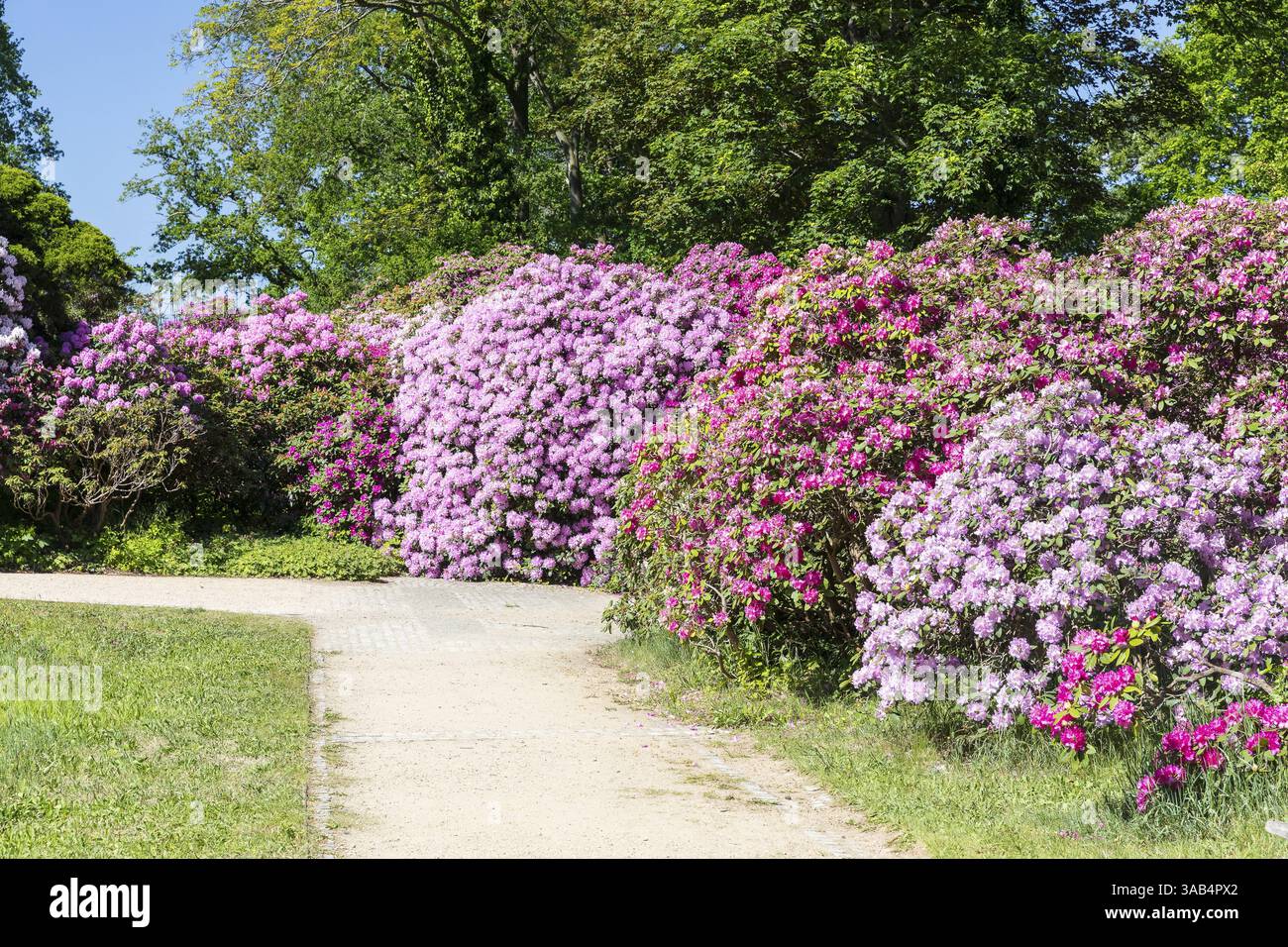 The large rhododendron bushes in Wachwitz Rhododendron Park, Dresden ...