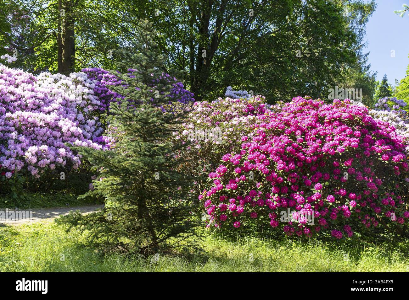 The large rhododendron bushes in Wachwitz Rhododendron Park, Dresden ...