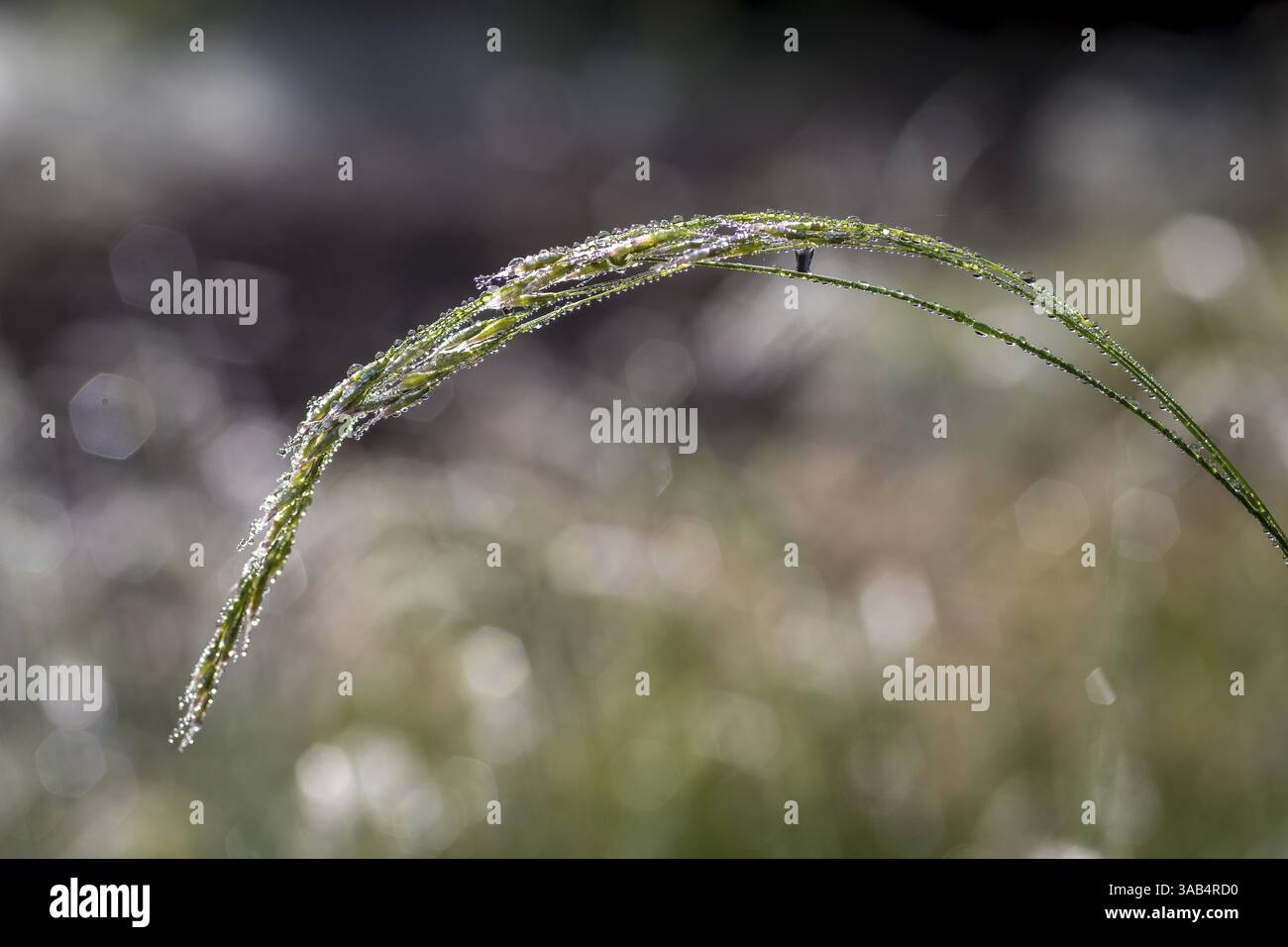 Water drops like raindrops on a blade of grass and panicle after a fog ...