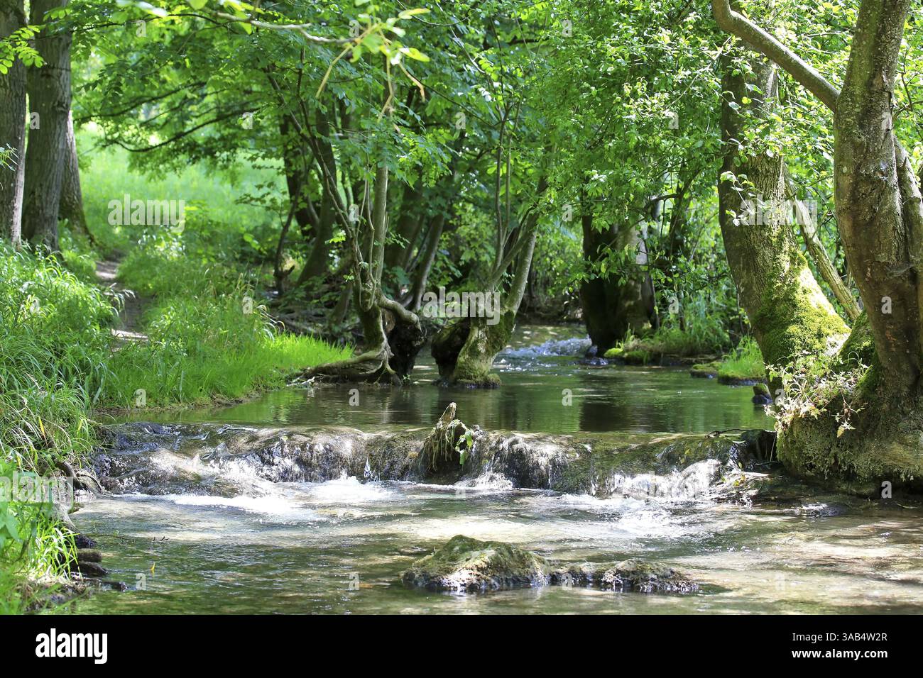 Fascinating sinter terraces of the White Lauter, an impressive natural ...