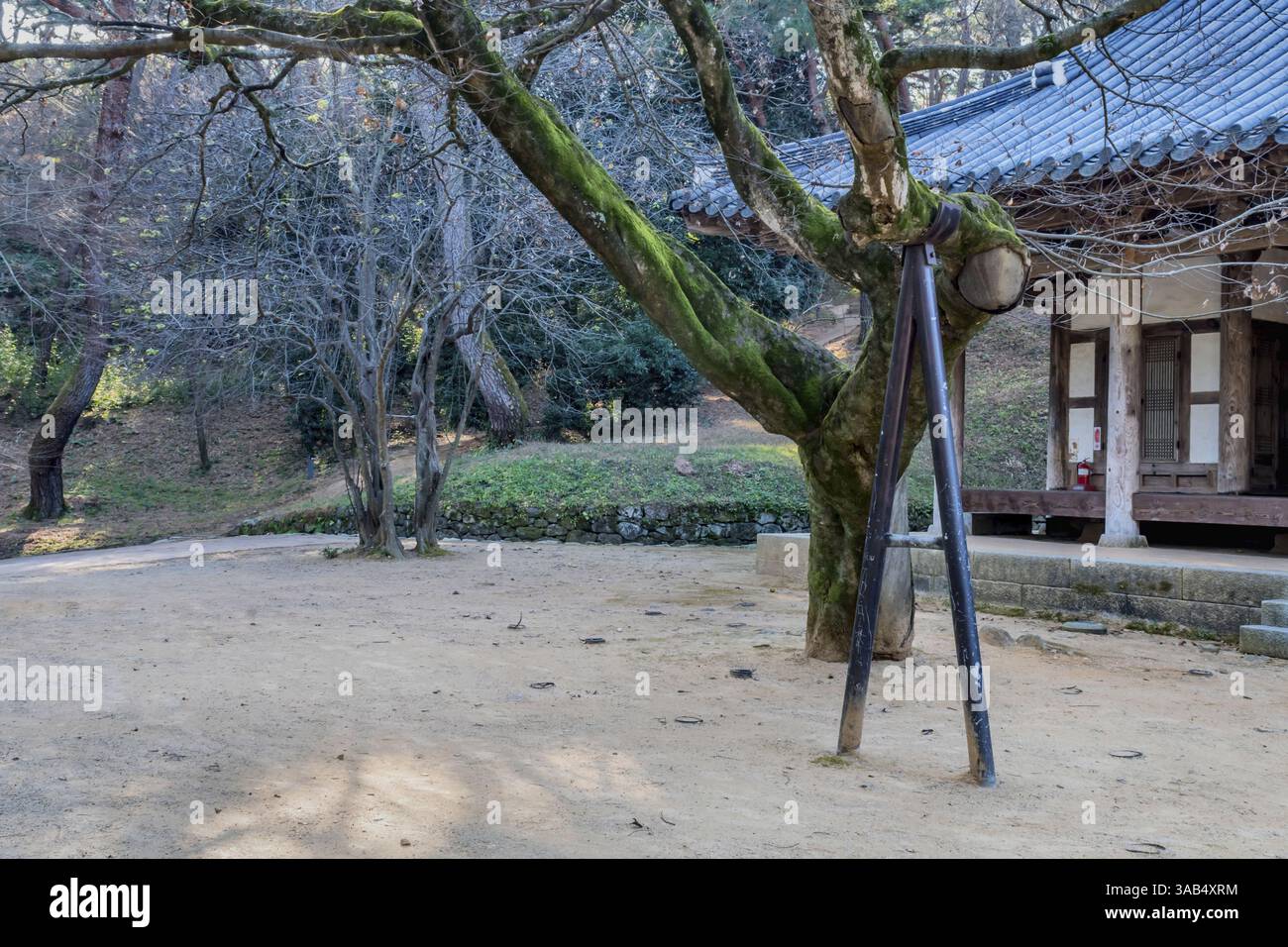 Gochang, South Korea. Dec. 4, 2024. Moss covered oak tree supported by ...