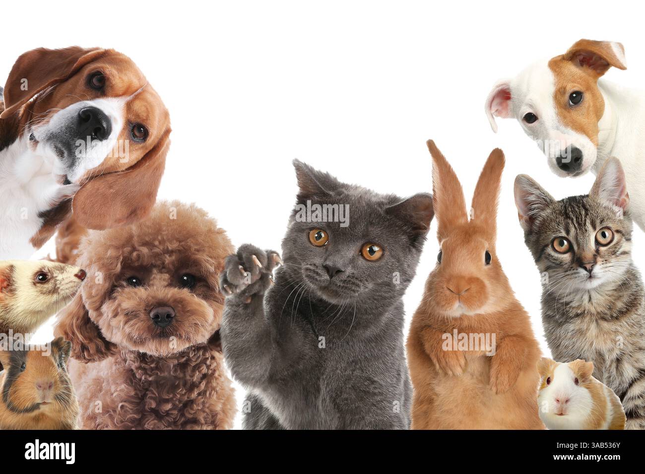 Rabbit and other animals looking at camera on white background Stock ...