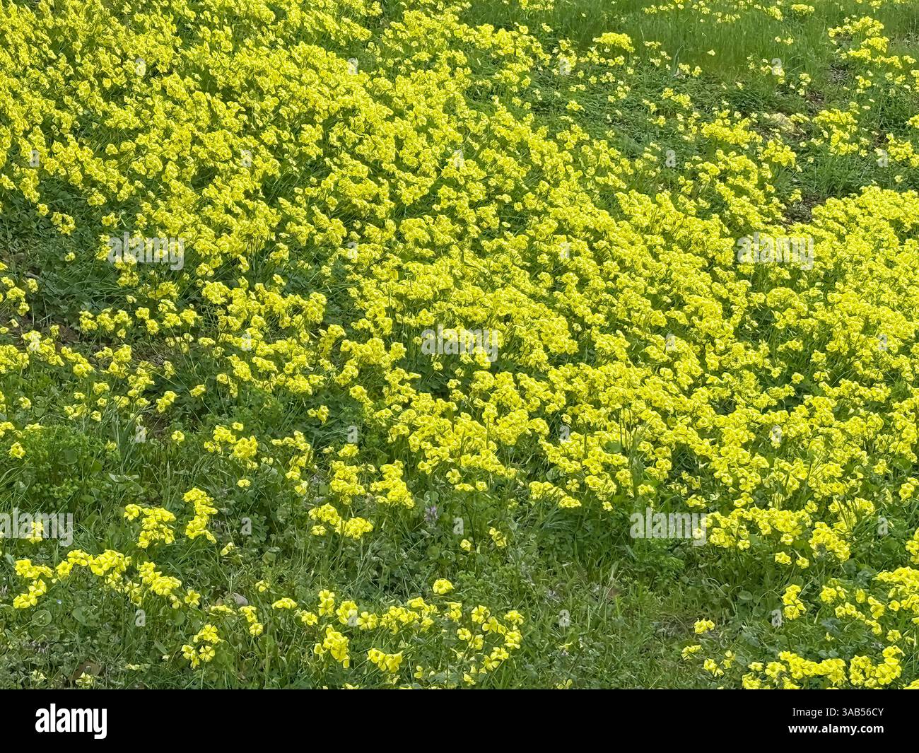 Bright yellow flowers on a hillside. Oxalis pes-caprae, known as ...
