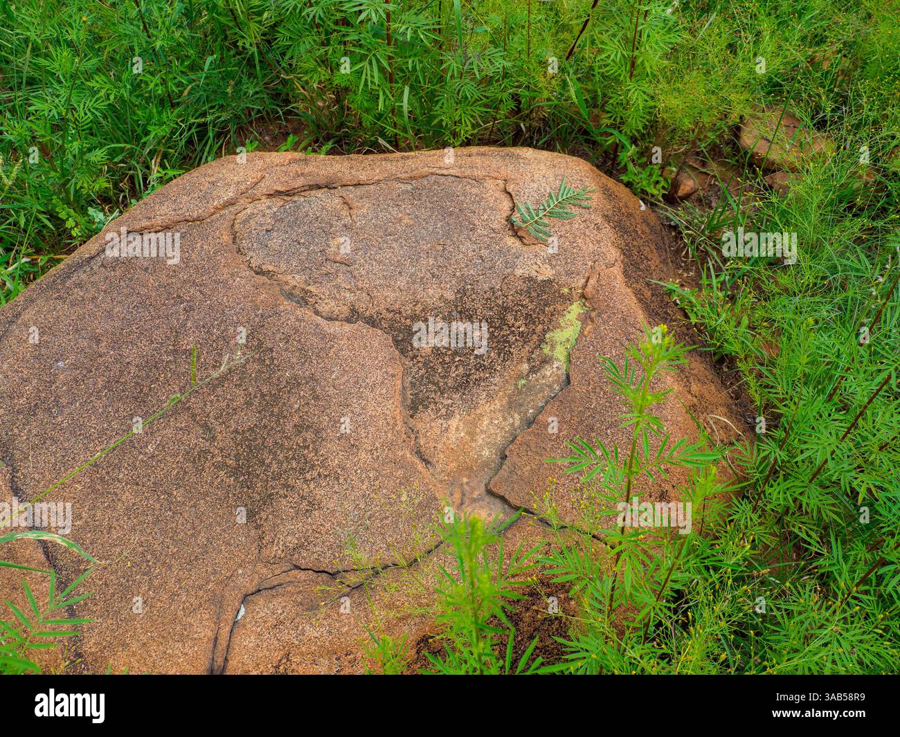 Shatter cones in Booysens Formation, Vredefort Dome, South Africa Stock ...