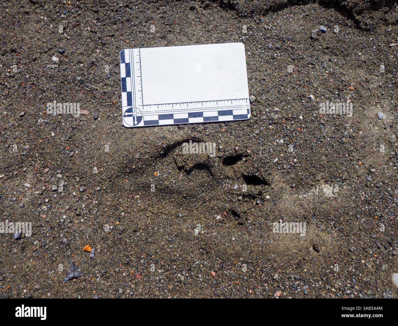 Footprint of a velvet monkey, Cullinan Diamond Mine, Cullinan, South ...
