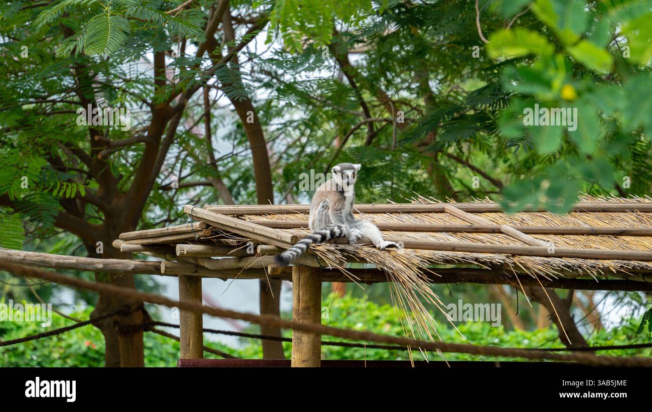 Lemur sits on thatched roof of hut among the trees in Safari Park of ...