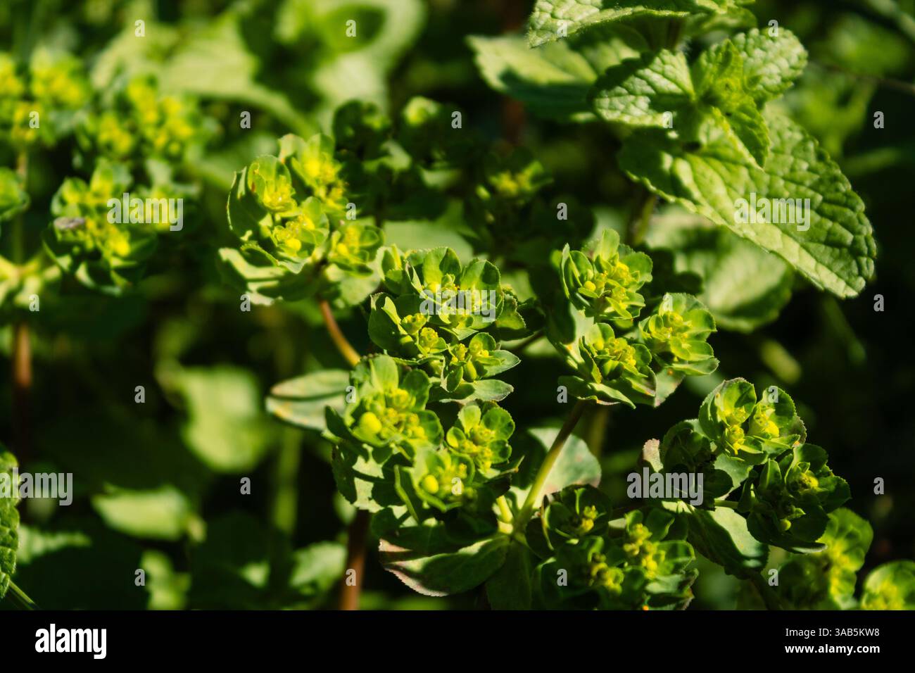 Close up of a sun spurge (euphorbia helioscopia) plant growing in a ...