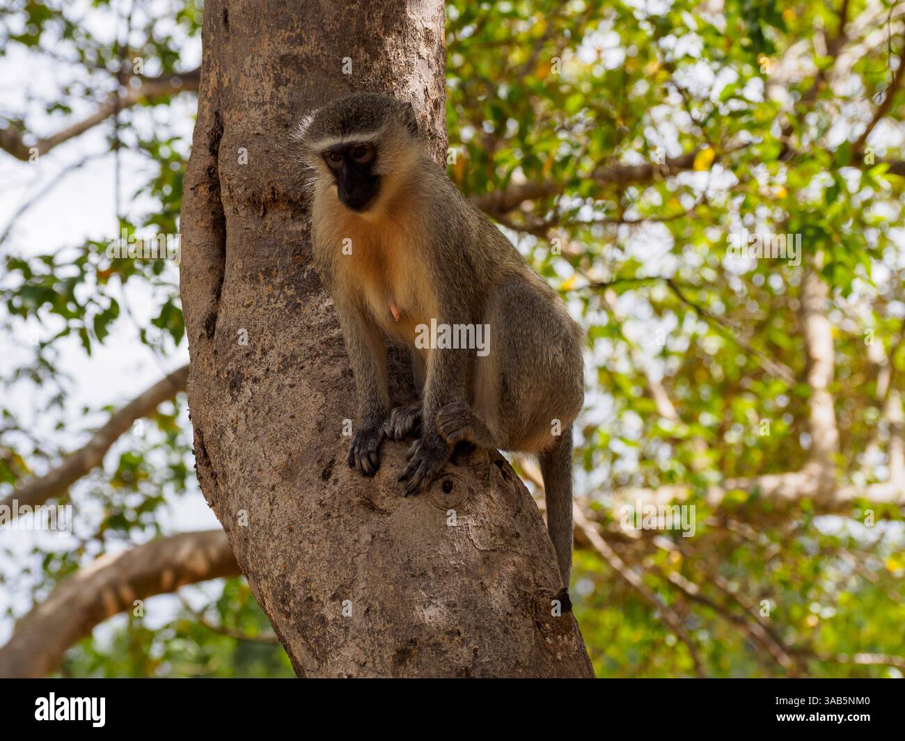 Female Vervet Monkey sitting on a tree, Limpopo Province, South Africa ...