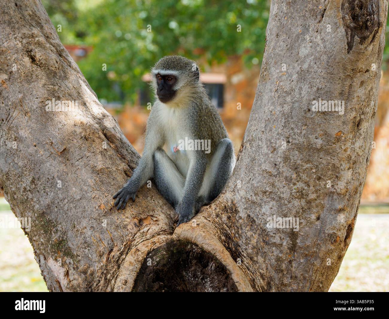 Female Vervet Monkey sitting on a tree, Limpopo Province, South Africa ...