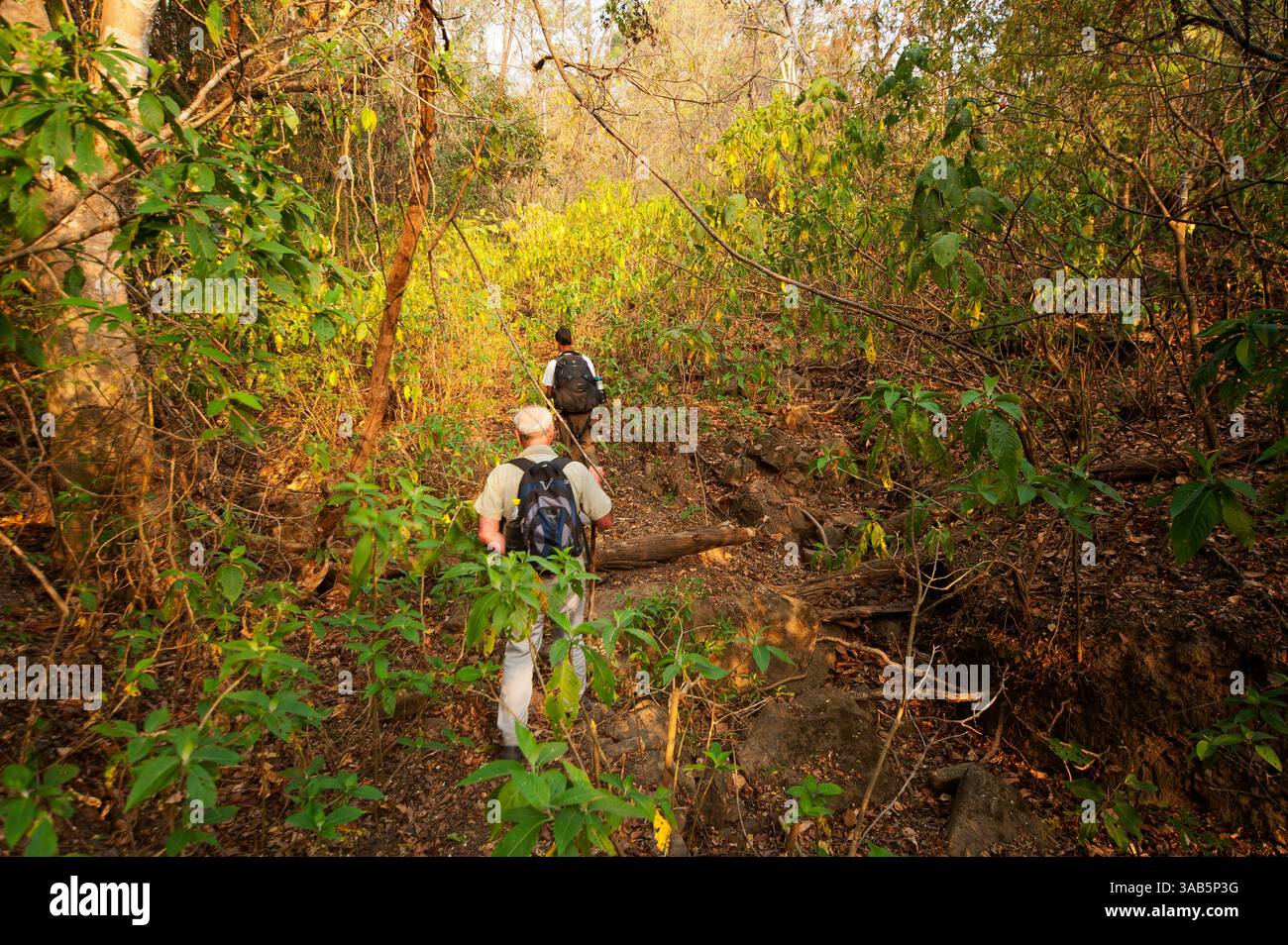 Path on the forest going from Thak Village to Kot Kendri Village, made ...
