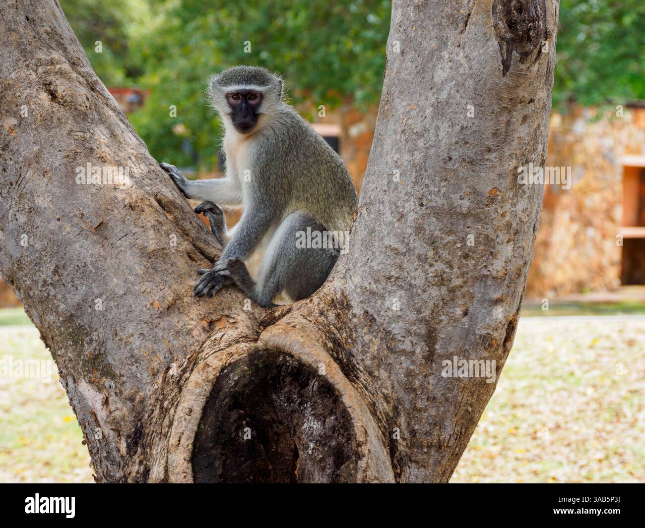 Female Vervet Monkey sitting on a tree, Limpopo Province, South Africa ...
