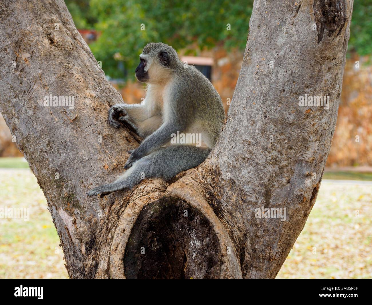 Female Vervet Monkey sitting on a tree, Limpopo Province, South Africa ...