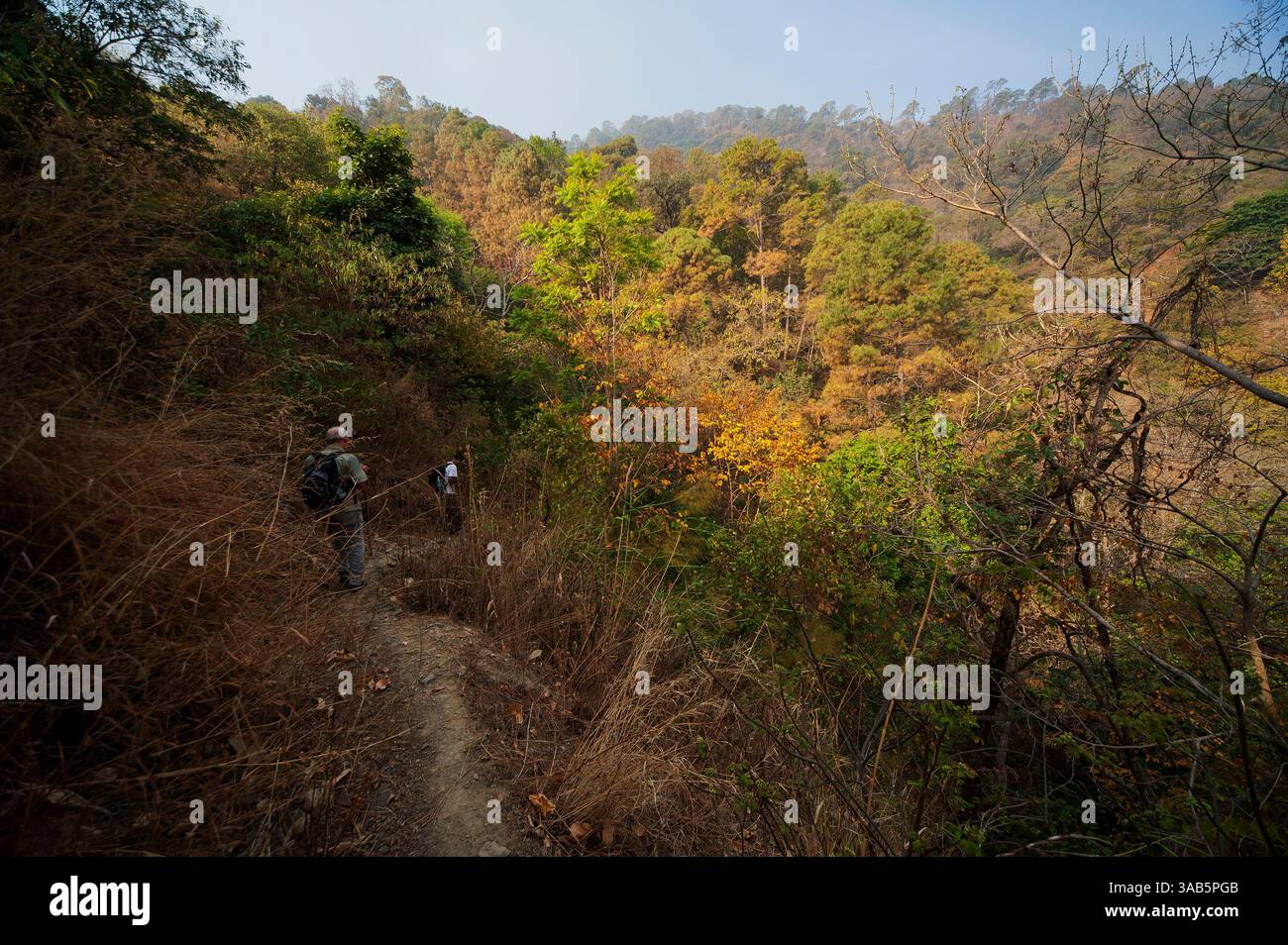 Path on the forest going from Thak Village to Kot Kendri Village, made ...