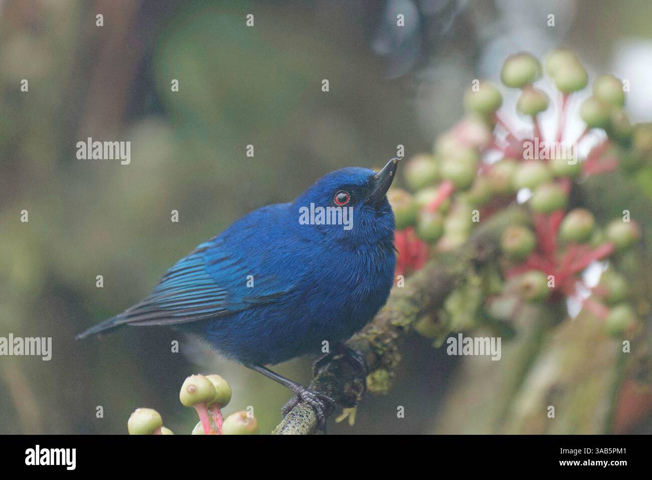 Tropical indigo hi-res stock photography and images - Alamy