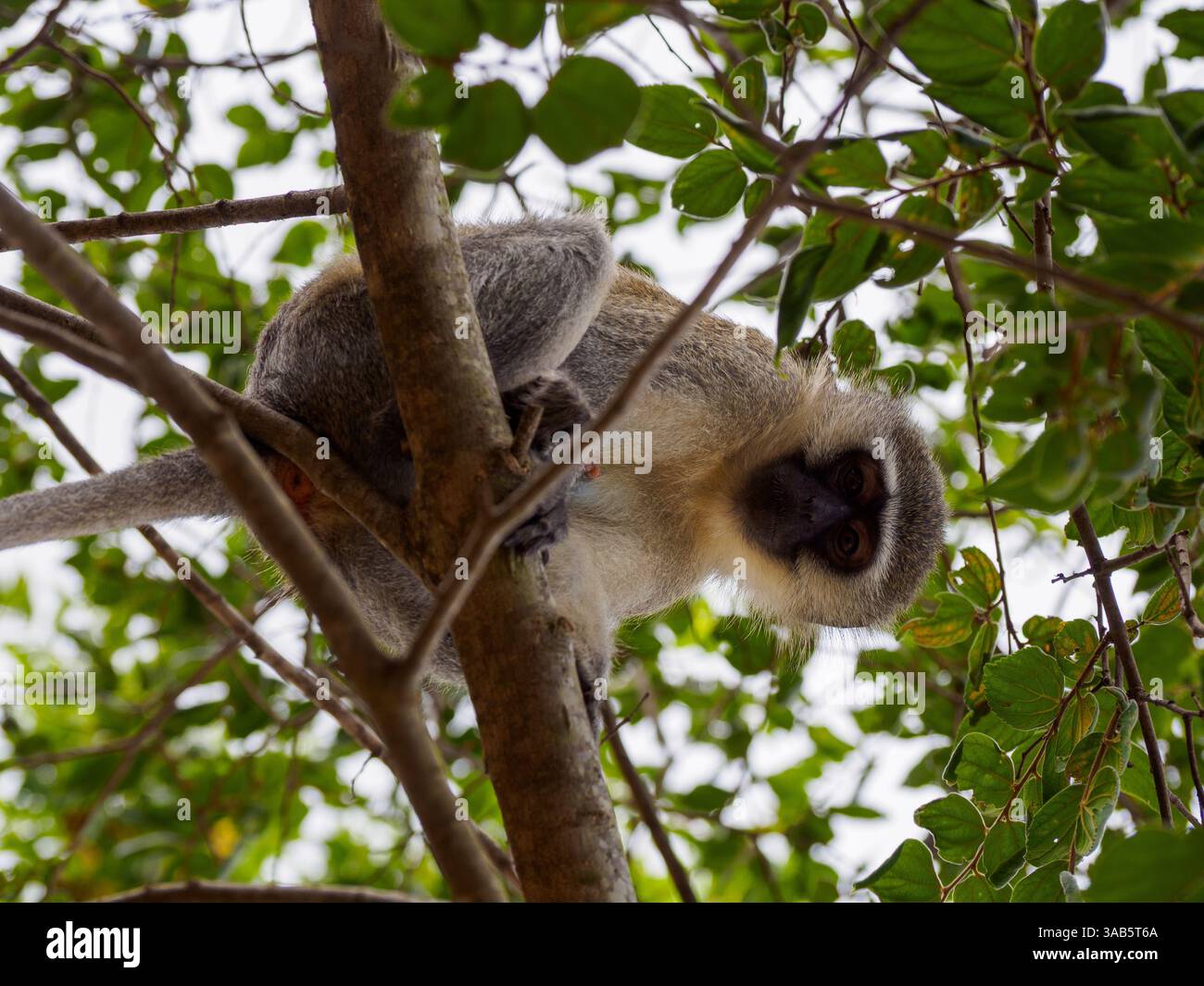 Female vervet monkey looking down from tree, South Africa Stock Photo ...