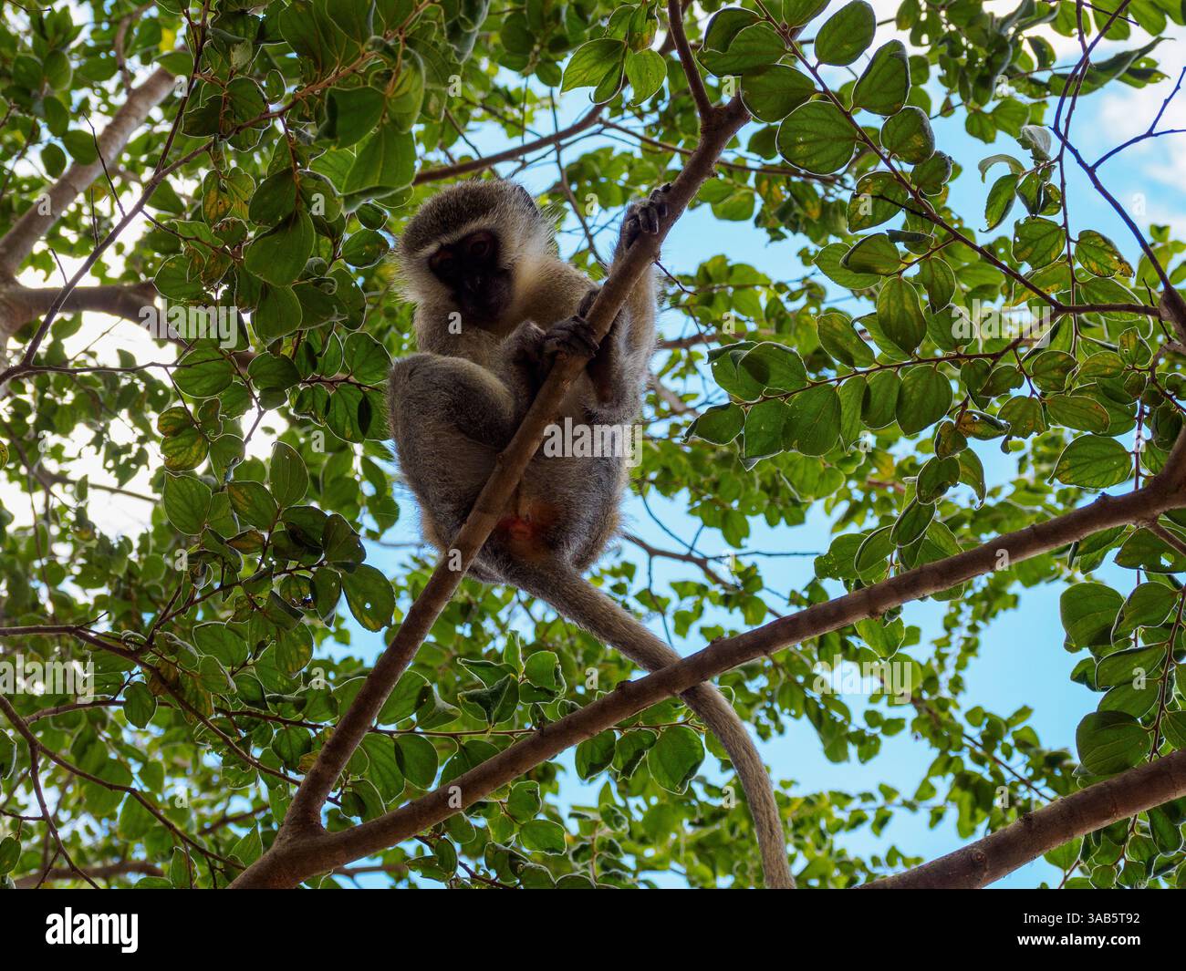 Female vervet monkey looking down from tree, South Africa Stock Photo ...