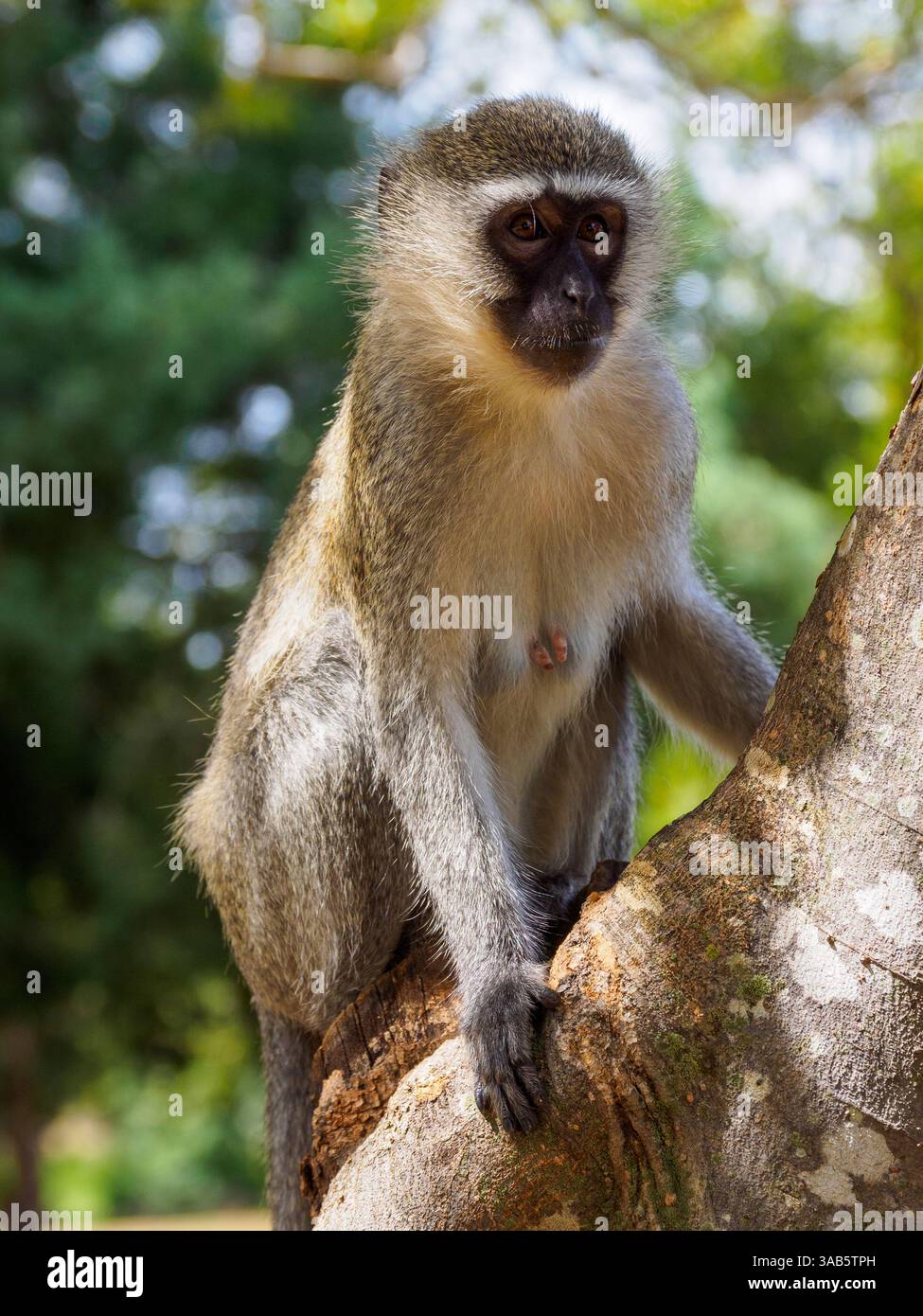 Close up of a female vervet monkey, Limpopo Province, South Africa ...