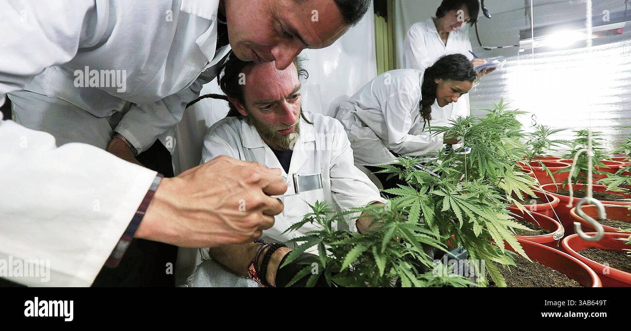 May 23, 2018 - Colombia - Miembros de Ganja Farm cultivan cannabis y ...