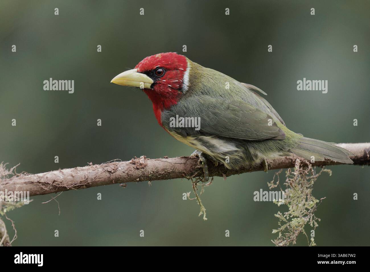Red Headed Barbet Stock Photo - Alamy