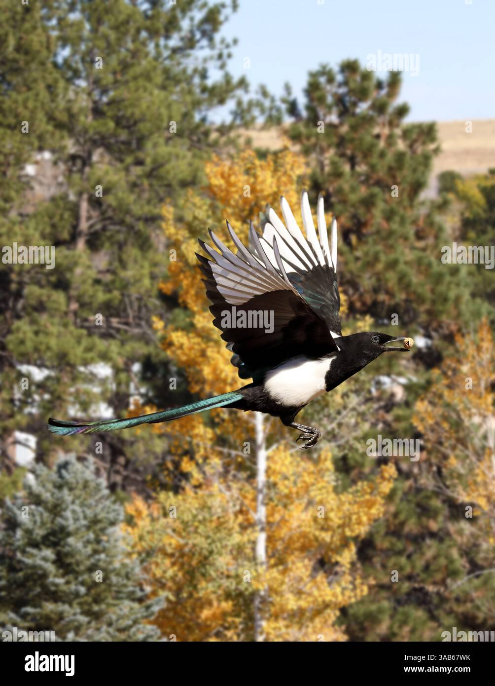 Birds soaring through the sky hi-res stock photography and images - Alamy