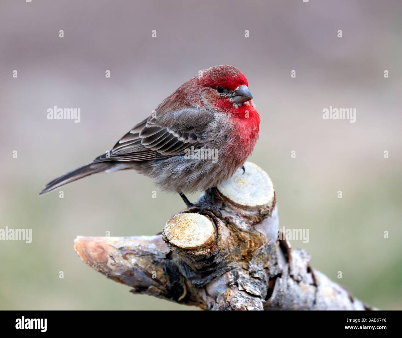 Close ups of house finches hi-res stock photography and images - Alamy