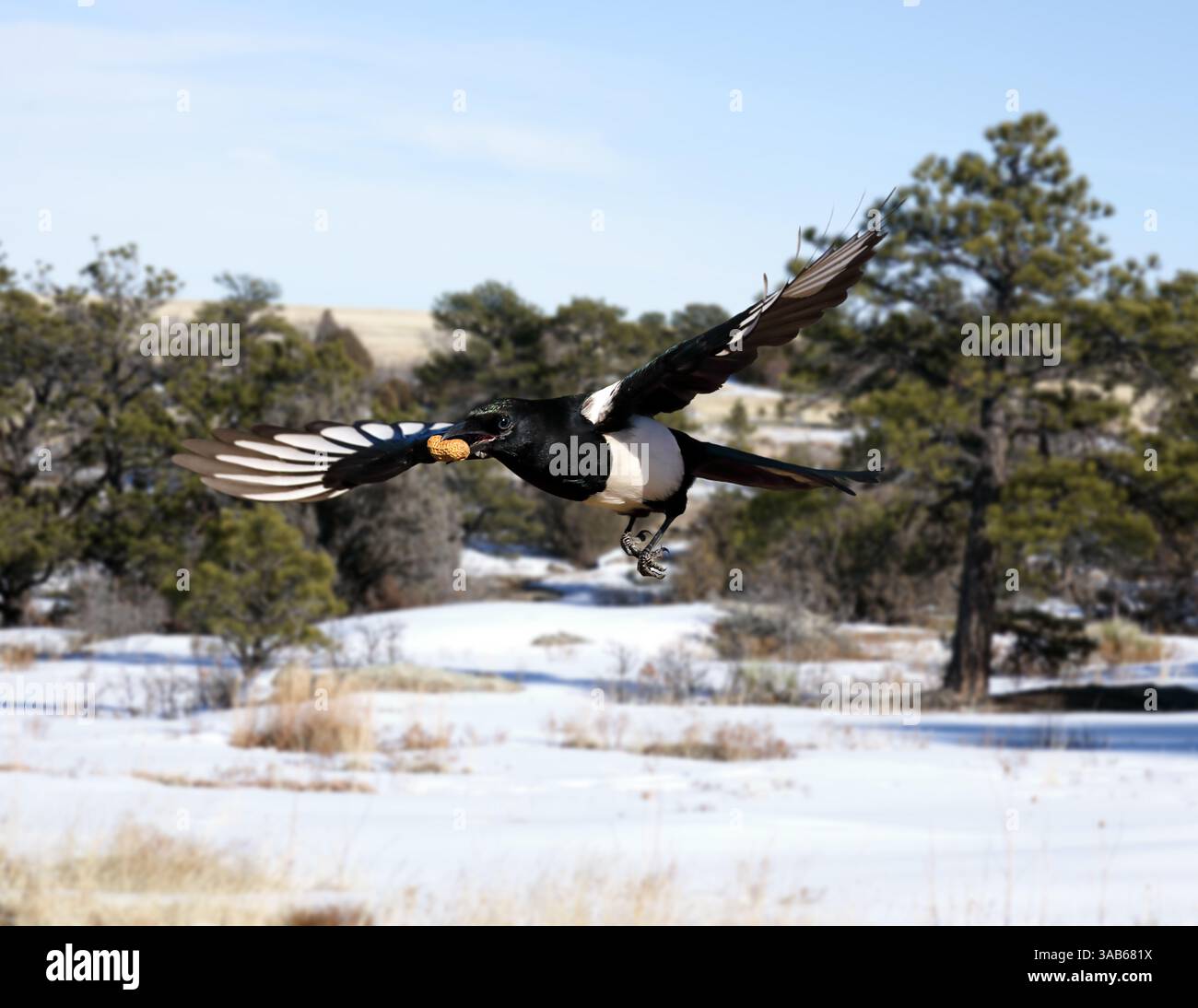 magpie flying through the tree's Stock Photo - Alamy