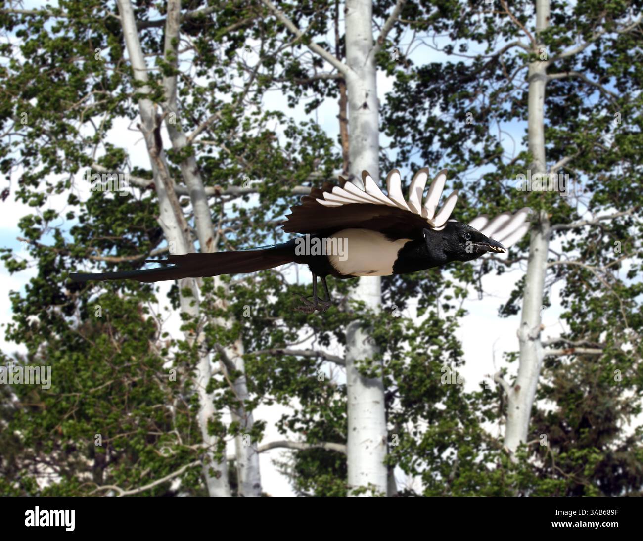 magpie flying through the tree's Stock Photo - Alamy