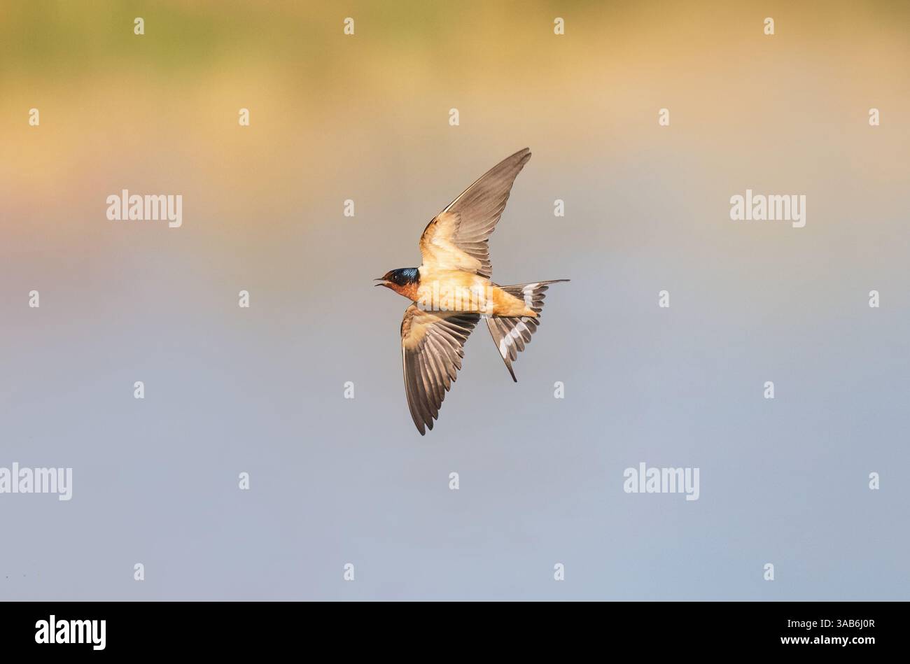 A fast flying Barn Swallow bird pivoting in flight, showing its ...