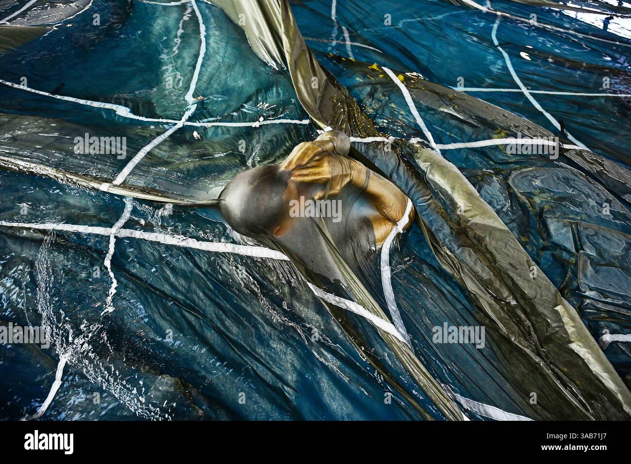 Vicenza, Italy. 26th Mar, 2025. A U.S. Army paratrooper assigned to the ...