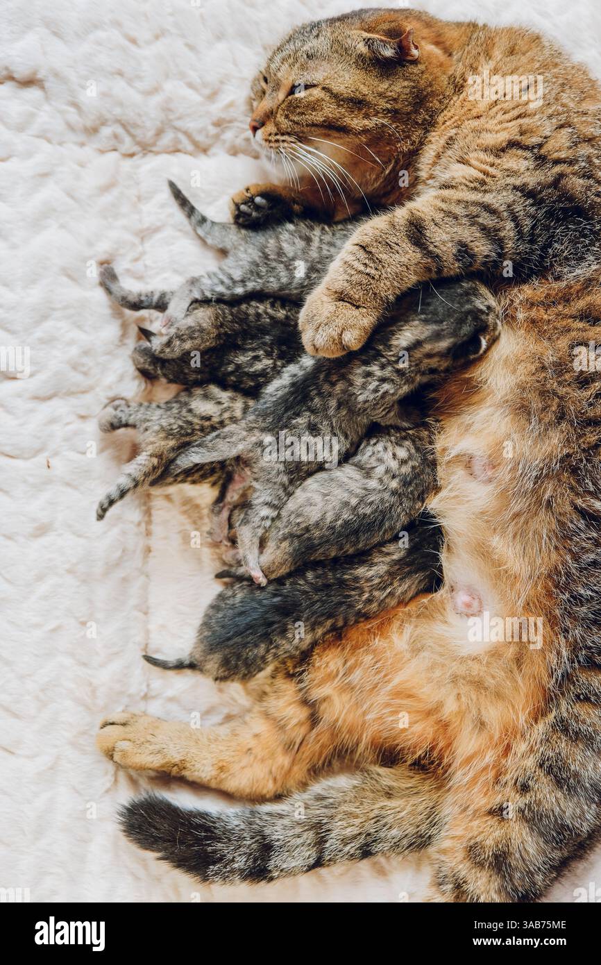 Mother Cat Nursing Her Kittens.Cat feeds kittens.Baby kittens newborn ...