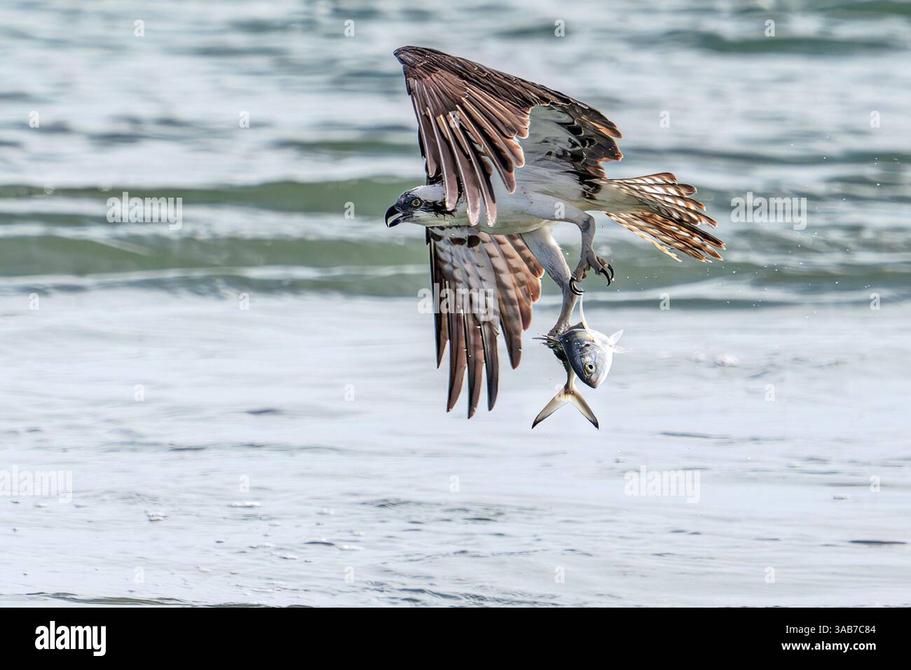 Melbourne Beach, Florida, USA. 1st Apr, 2025. An osprey flies with a ...