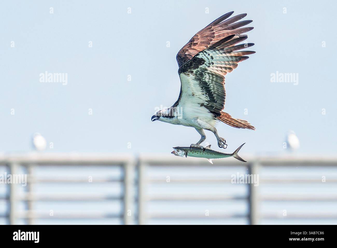 Melbourne Beach, Florida, USA. 1st Apr, 2025. An osprey flies with a ...
