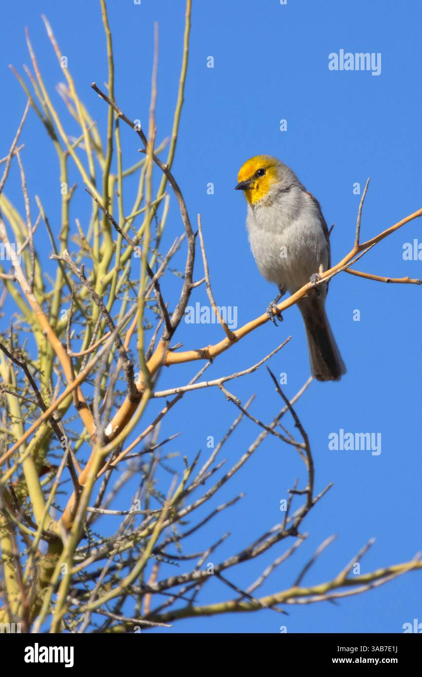 Verdin (Auriparus flaviceps), Riparian Preserve at Water Ranch, Arizona ...